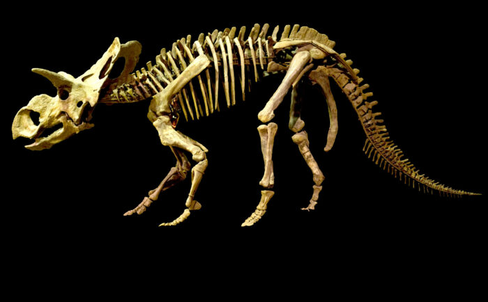 Contact Us | Wyoming Dinosaur Center