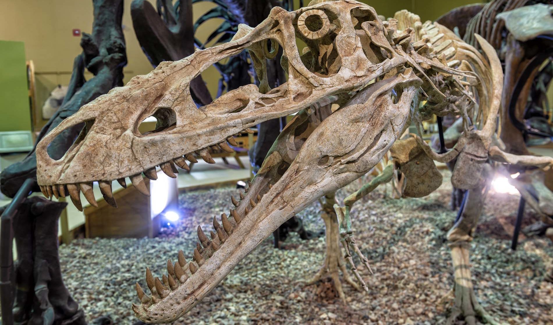 Best Dinosaur Museum In Wyoming Wyoming Dinosaur Center