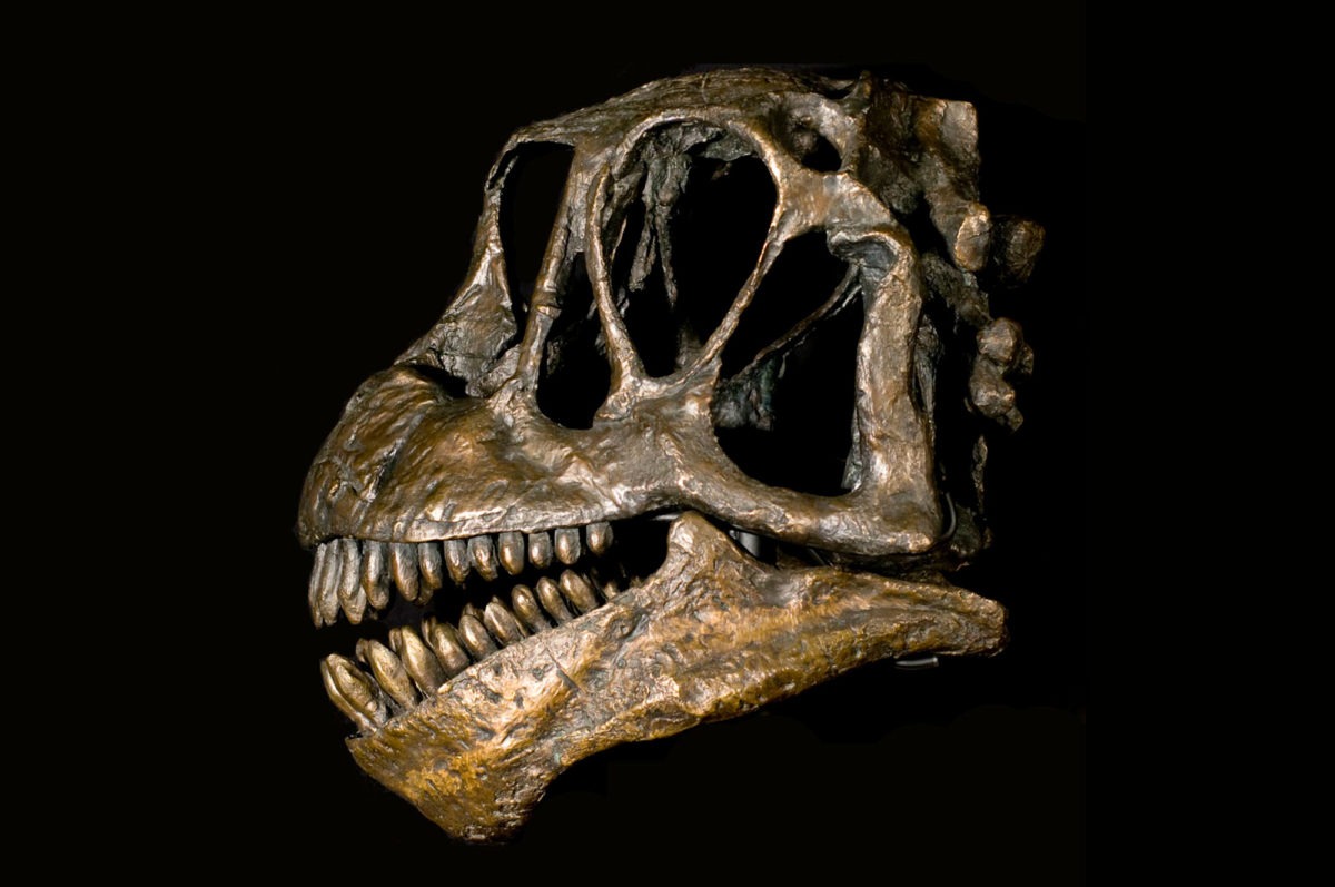 Dinosaur Programs & Fossil Digs | Wyoming Dinosaur Center
