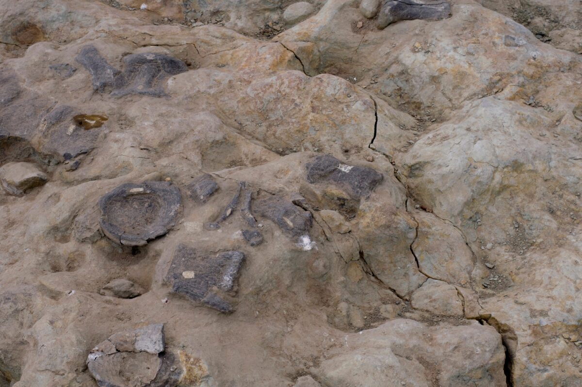 Dig Site Tours & Fossil Digs | Wyoming Dinosaur Center