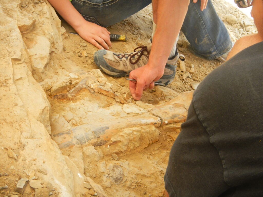 Dig for a Day | Wyoming Dinosaur Center Fossil Dig Site